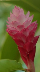Teuila Flower - Ifieleele Plantation